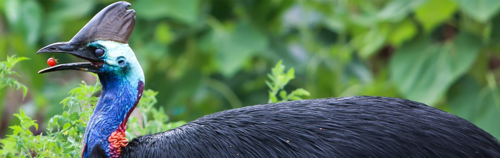 Mission Beach State School